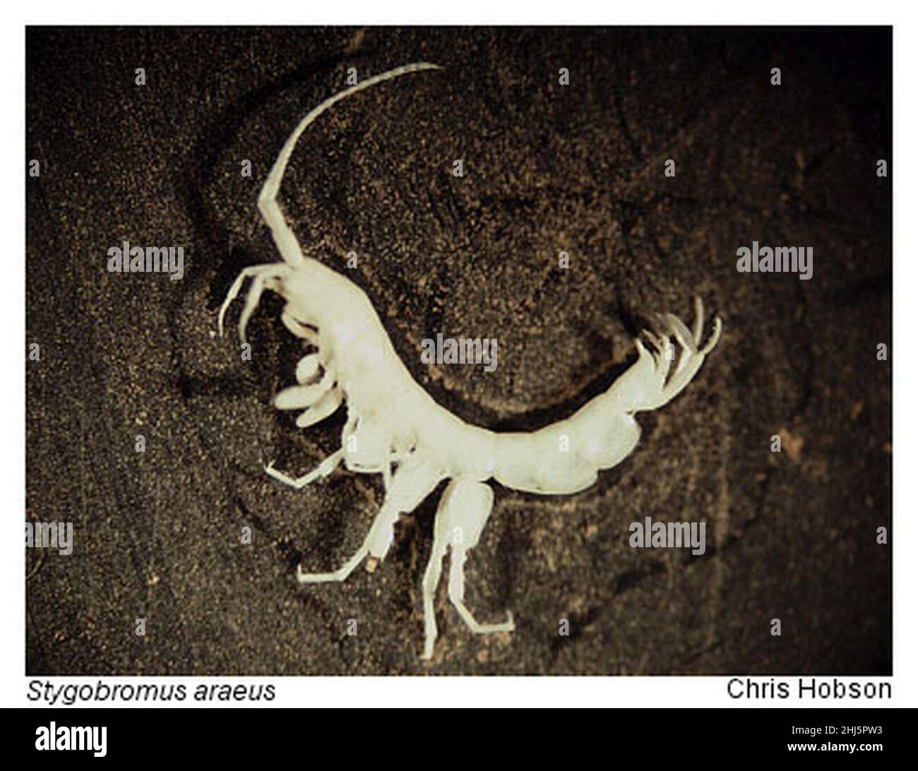 Stygobromus araeus 400 Stock Photo - Alamy