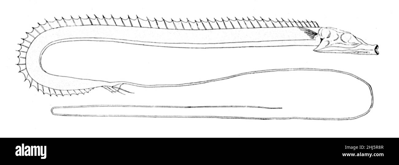 Stylephorus hi-res stock photography and images - Alamy