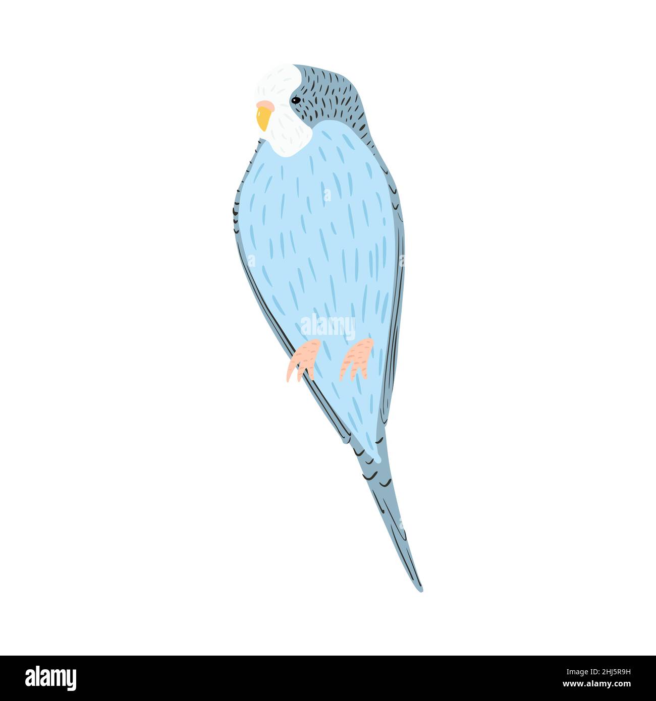 Blue budgie isolated on white background. Cute tropical character bird ...