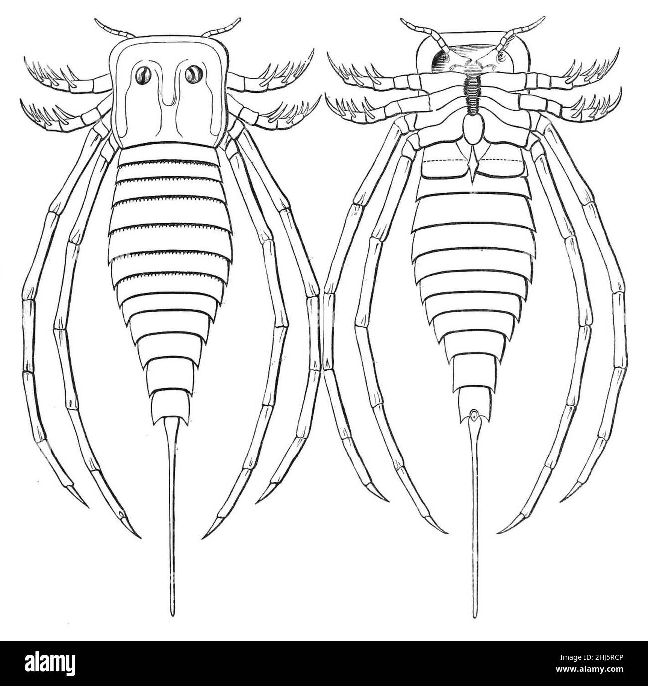 Stylonurus hi-res stock photography and images - Alamy