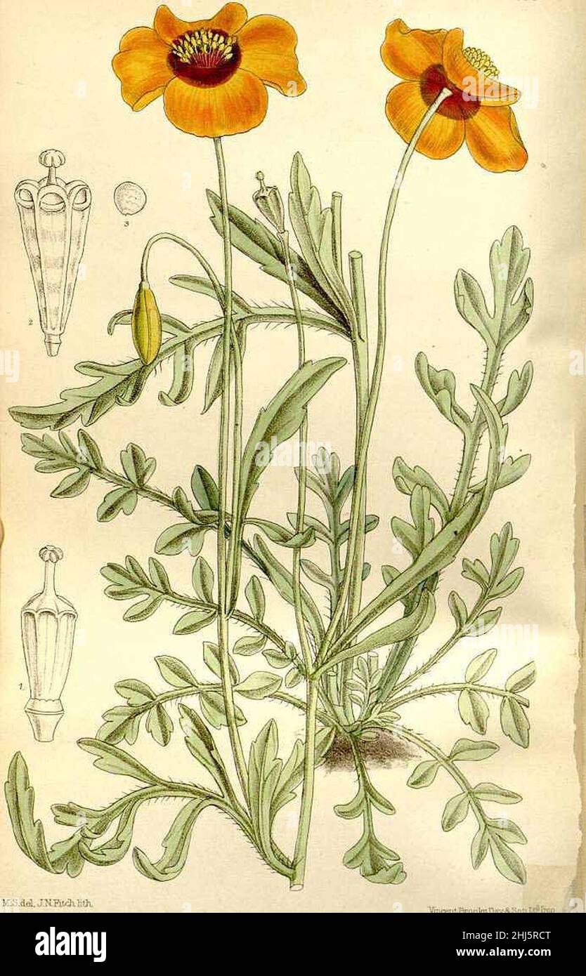 Stylomecon heterophylla illustration Stock Photo - Alamy