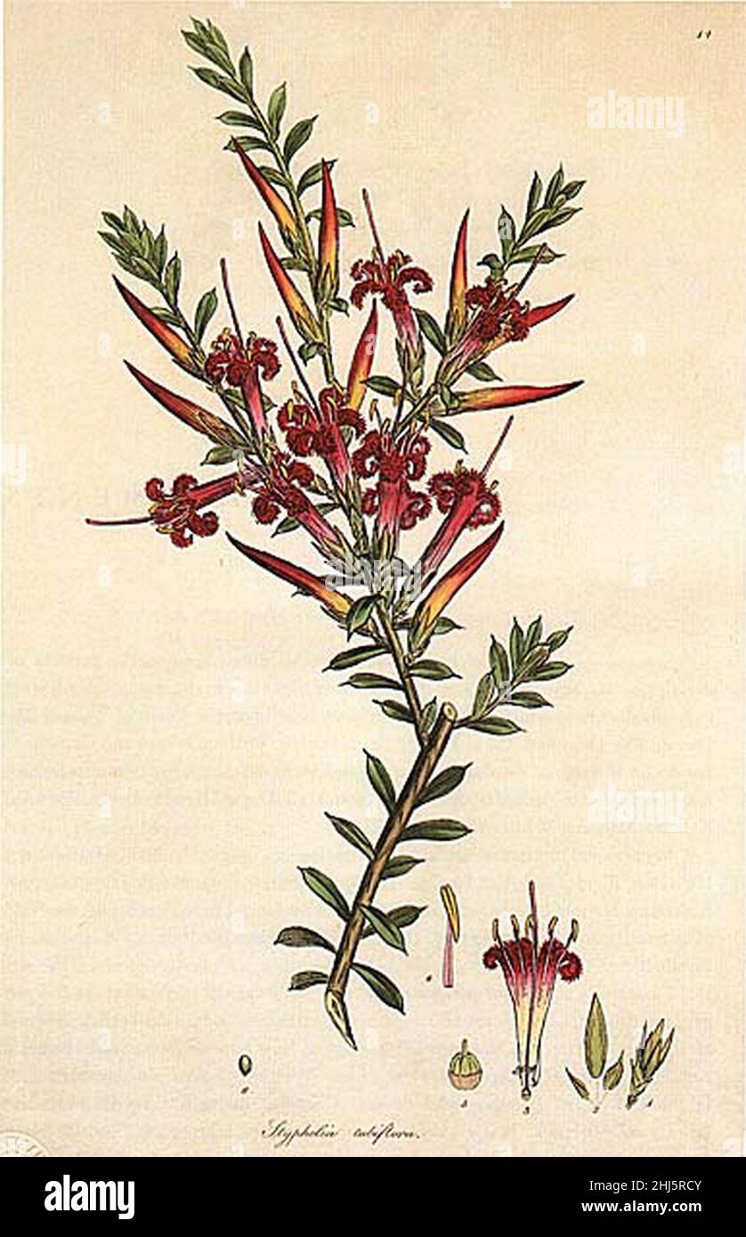 Styphelia hi-res stock photography and images - Alamy