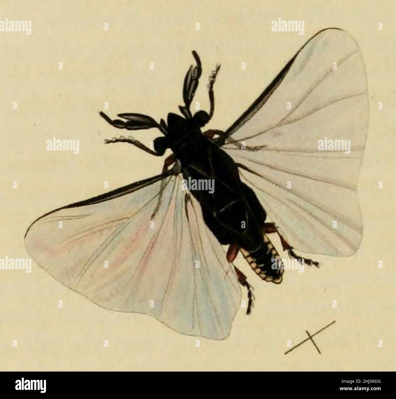 Stylops hi-res stock photography and images - Alamy