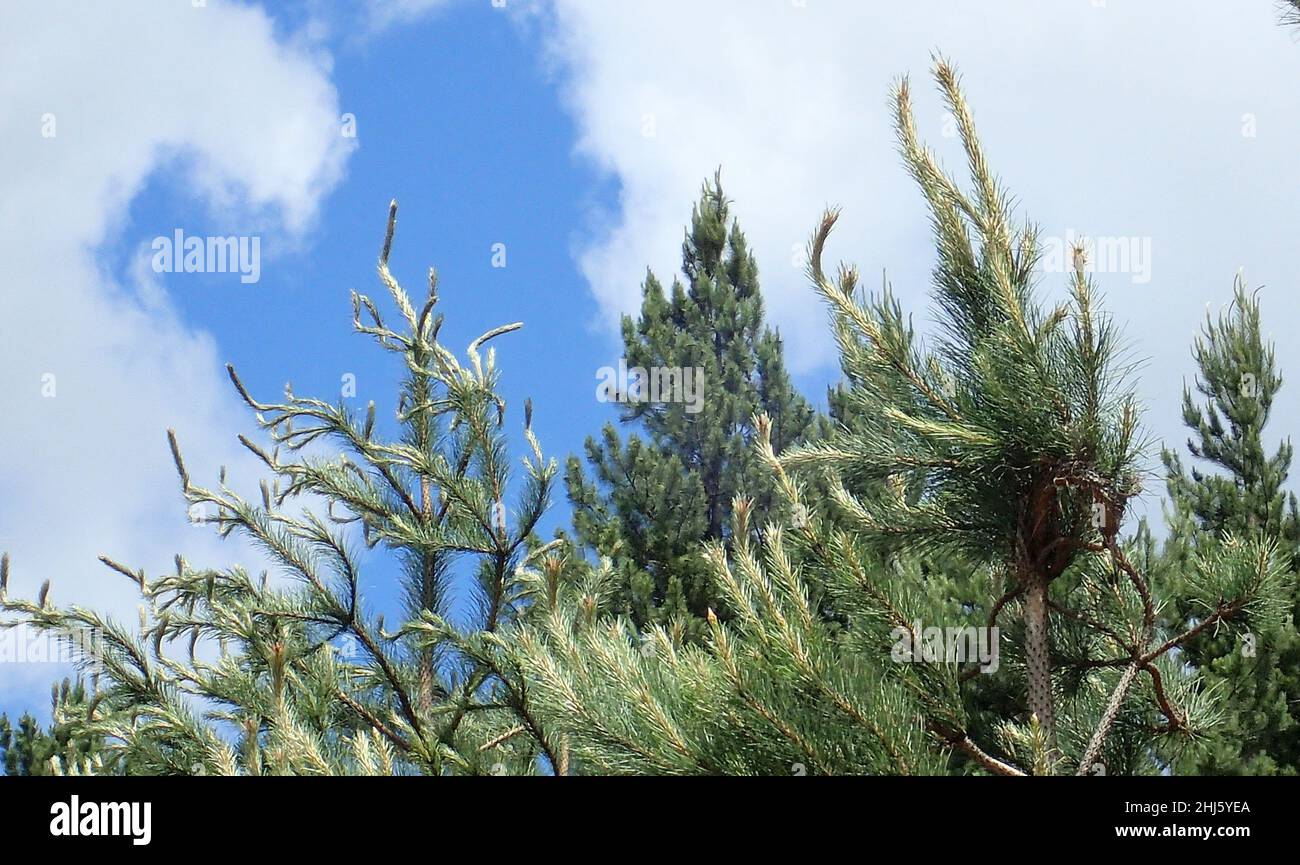 Pine tree tops hi-res stock photography and images - Alamy