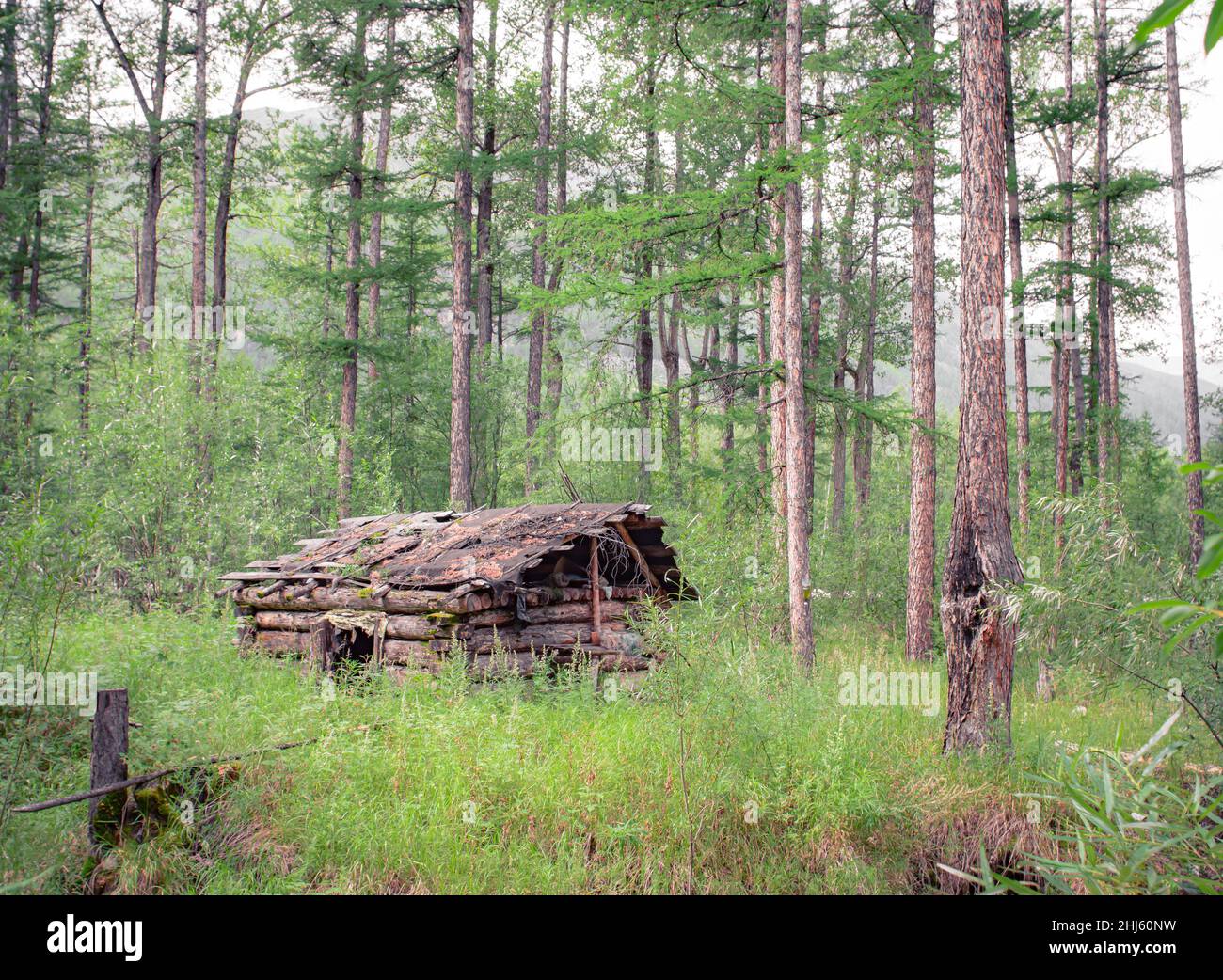 The landscape with forest in Kodar mountain region of Russia colored ...
