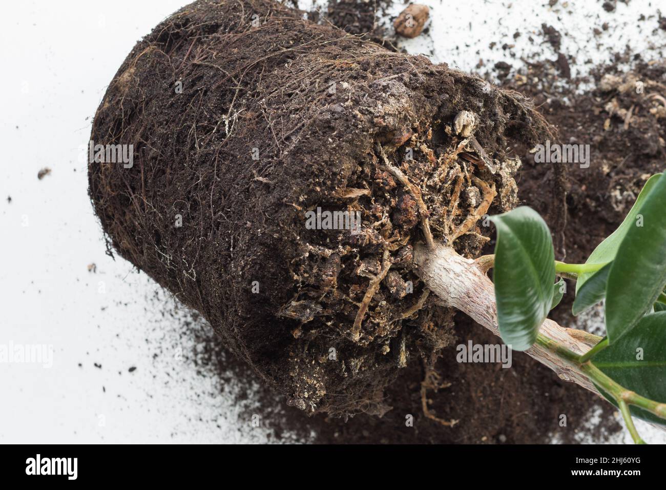 Ficus root with old soil before planting on white background Stock ...