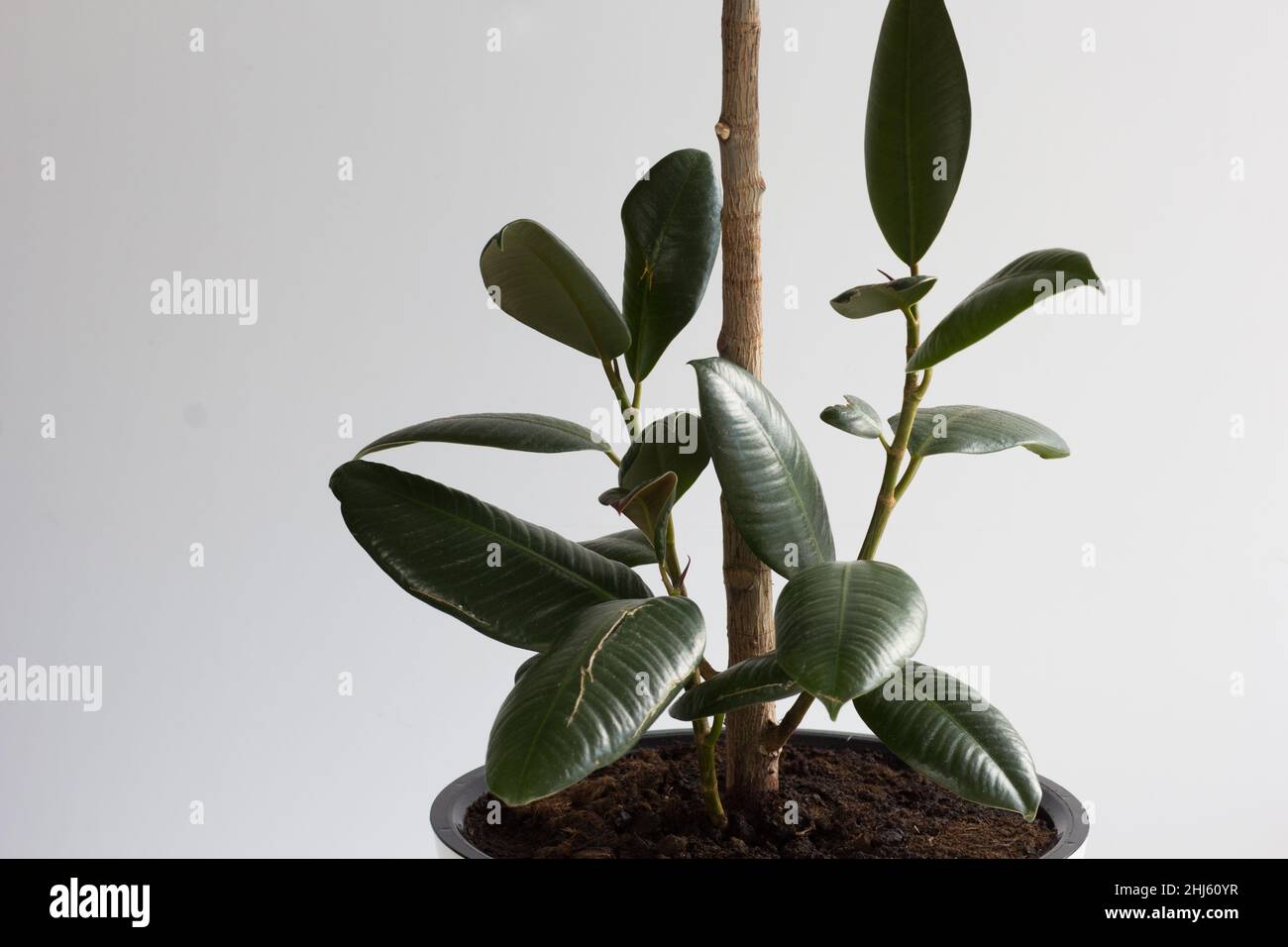 New sprouts of ficus on trunk of plant on white background Stock Photo ...