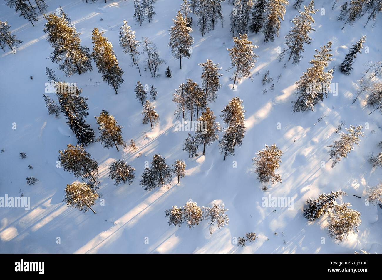 Aerial shot finnish spruce forest hi-res stock photography and images ...