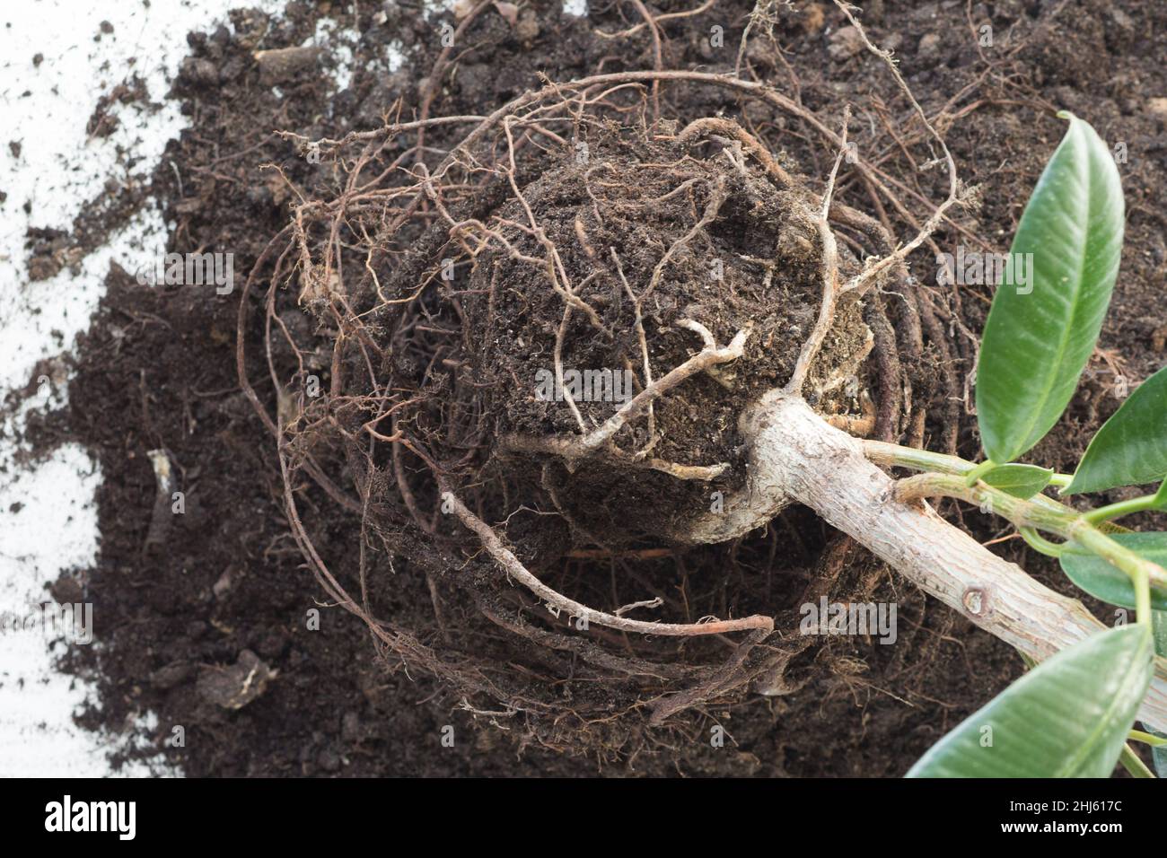 Ficus root without old soil before planting on white background Stock ...