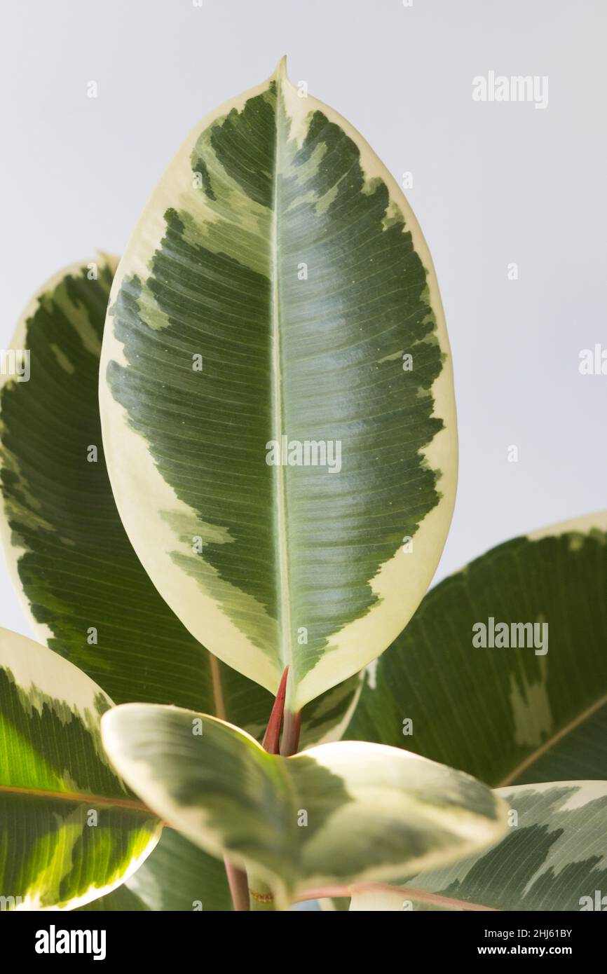 Leaves of Ficus in house pot indoor on white background Stock Photo - Alamy
