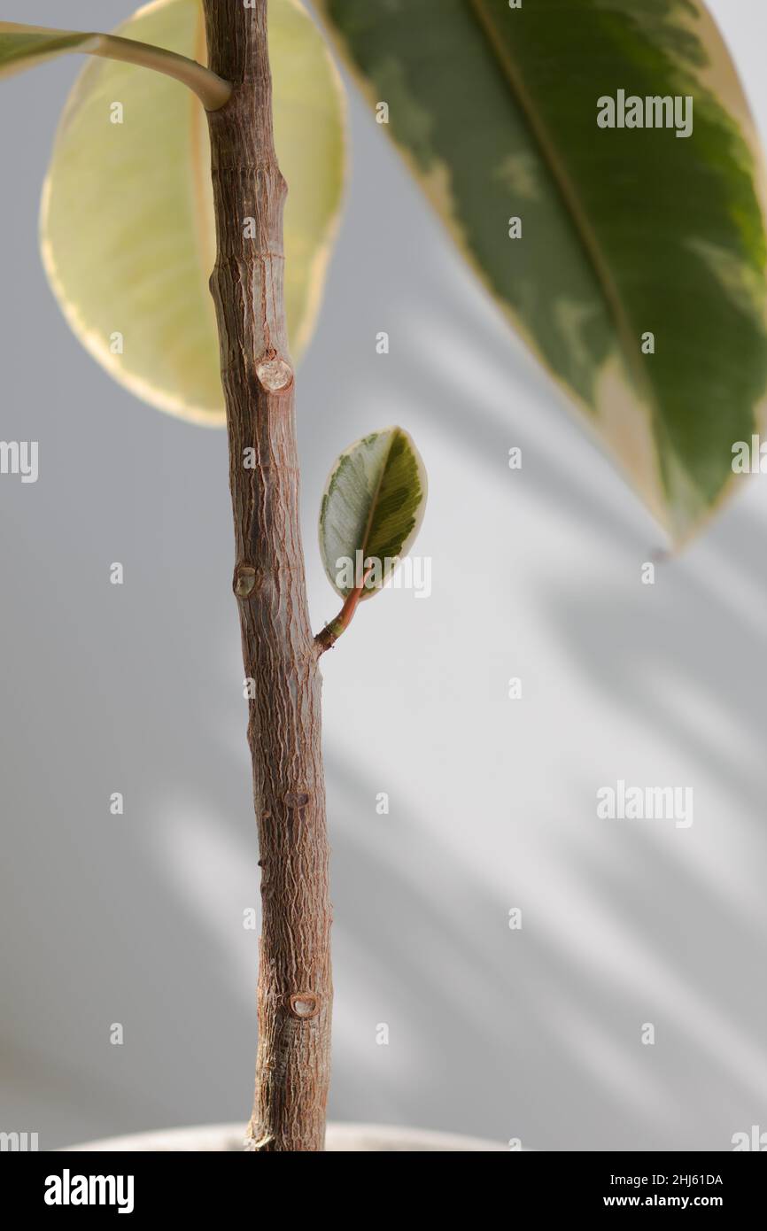 New sprout of ficus on trunk of plant on white background Stock Photo ...