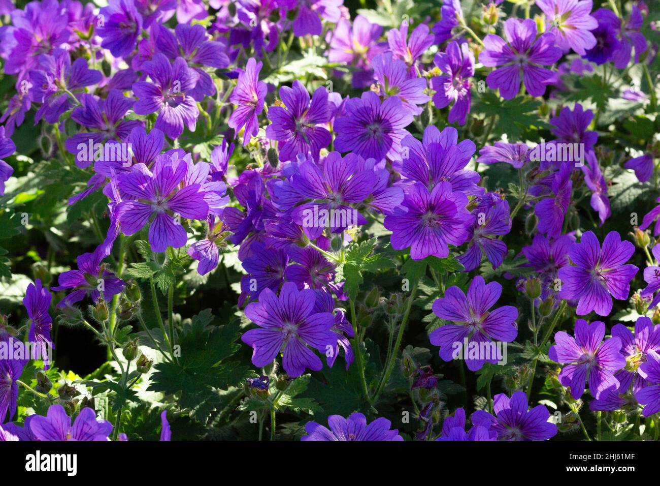 Cranesbill johnsons blue flower hi-res stock photography and images - Alamy