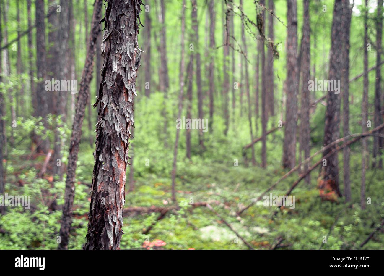 The landscape with forest in Kodar mountain region of Russia colored ...