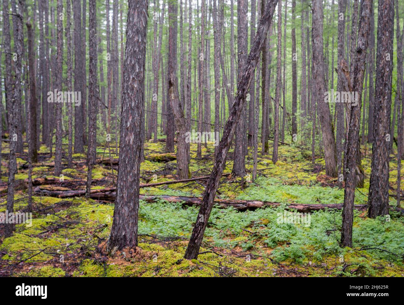 The landscape with forest in Kodar mountain region of Russia colored ...