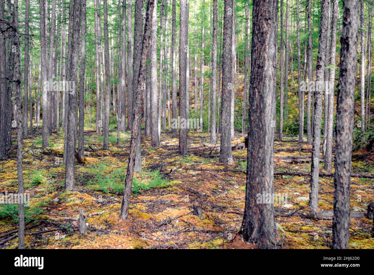 The landscape with forest in Kodar mountain region of Russia colored ...