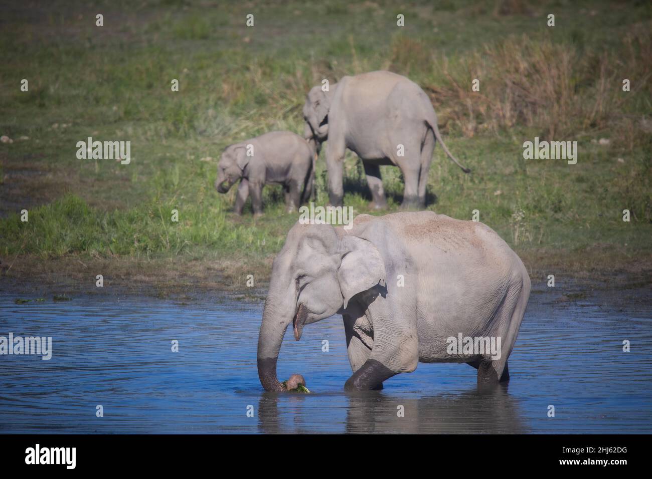 Asiatic Elephant, Elephas maximus indicus, Kaziranga Tiger Reserve ...