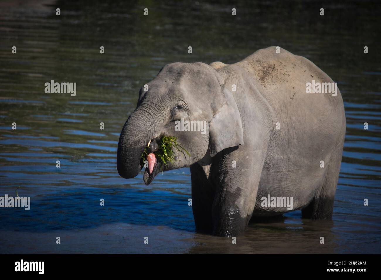 Asiatic Elephant, Elephas maximus indicus, Kaziranga Tiger Reserve ...