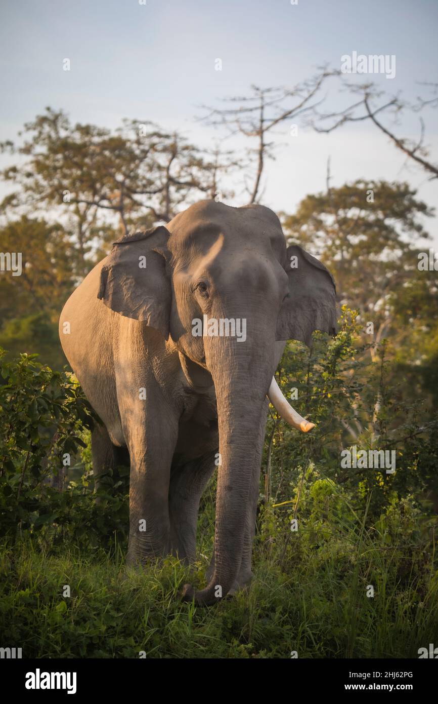 Asiatic Elephant, Elephas maximus indicus, Kaziranga Tiger Reserve ...