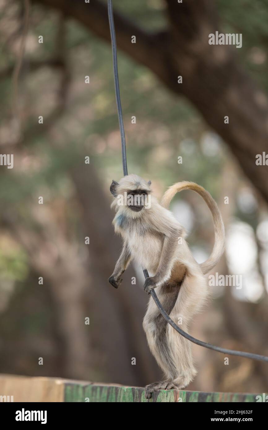 Northern Plains langur, Semnopithecus entellus, Ranthambhore Tiger ...