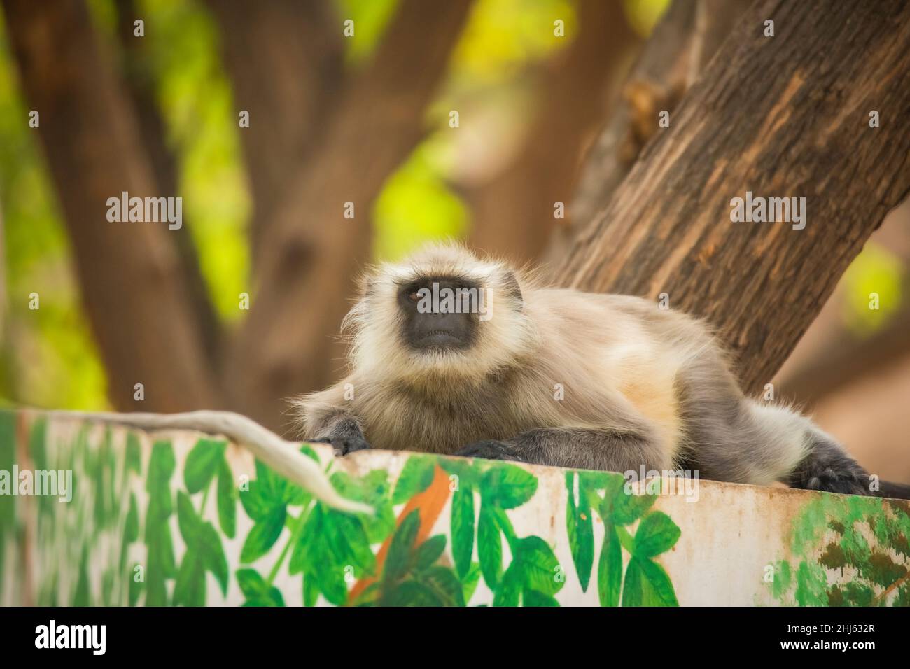 Northern Plains langur, Semnopithecus entellus, Ranthambhore Tiger ...