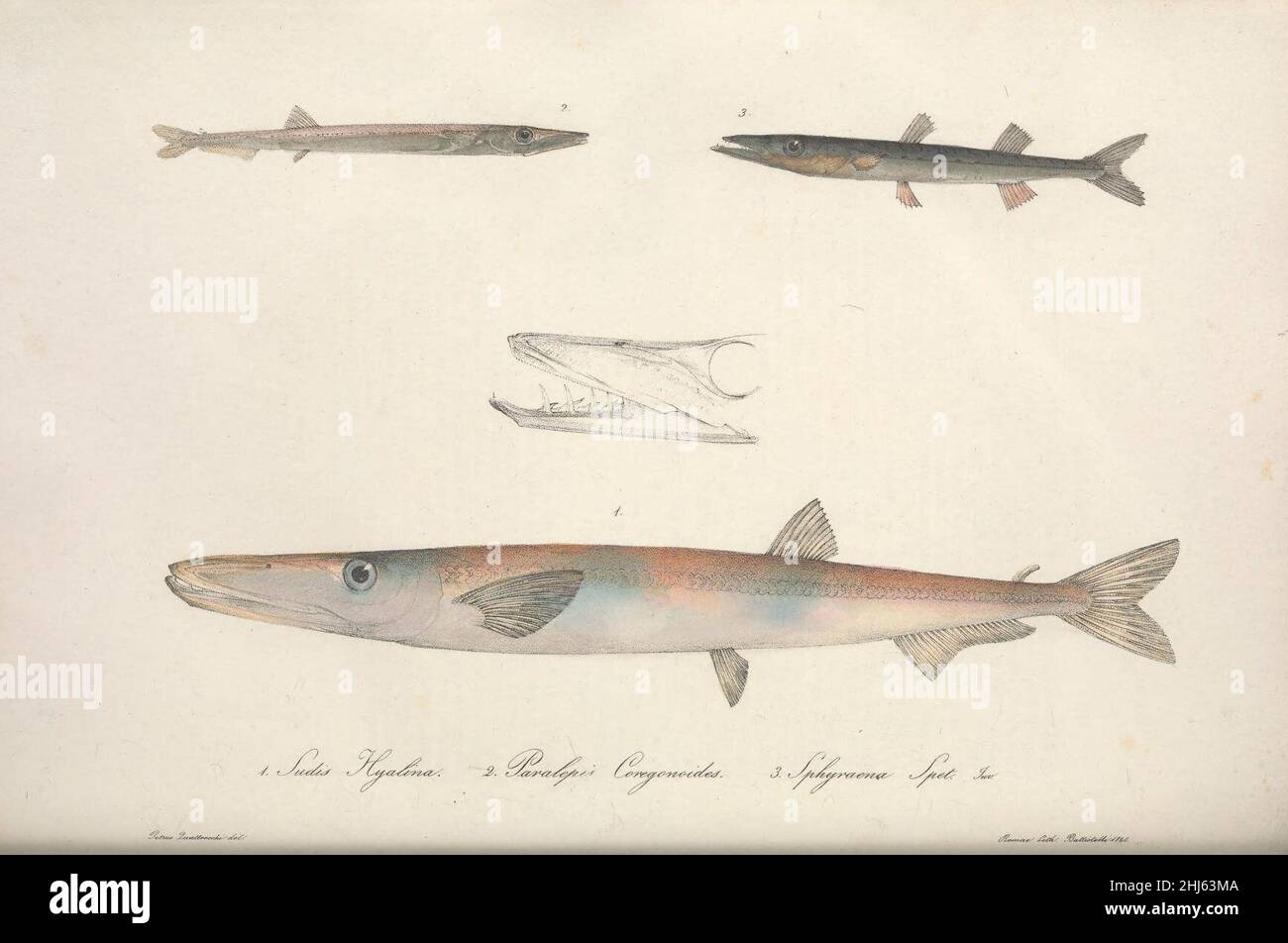 Sudis hyalina and Paralepis coregonoides Stock Photo - Alamy