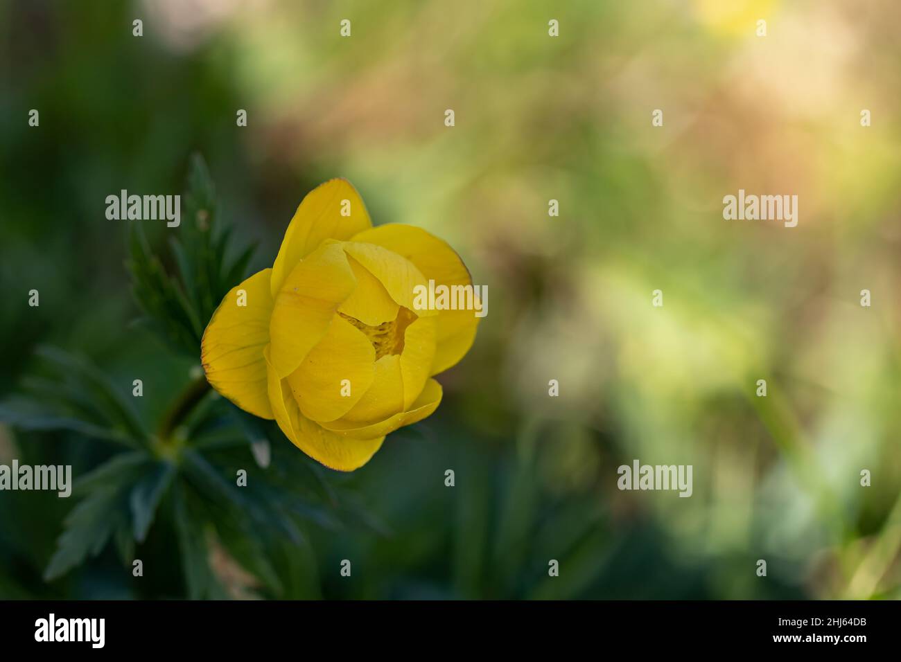 Trollius europaeus flower in mountains, macro Stock Photo - Alamy