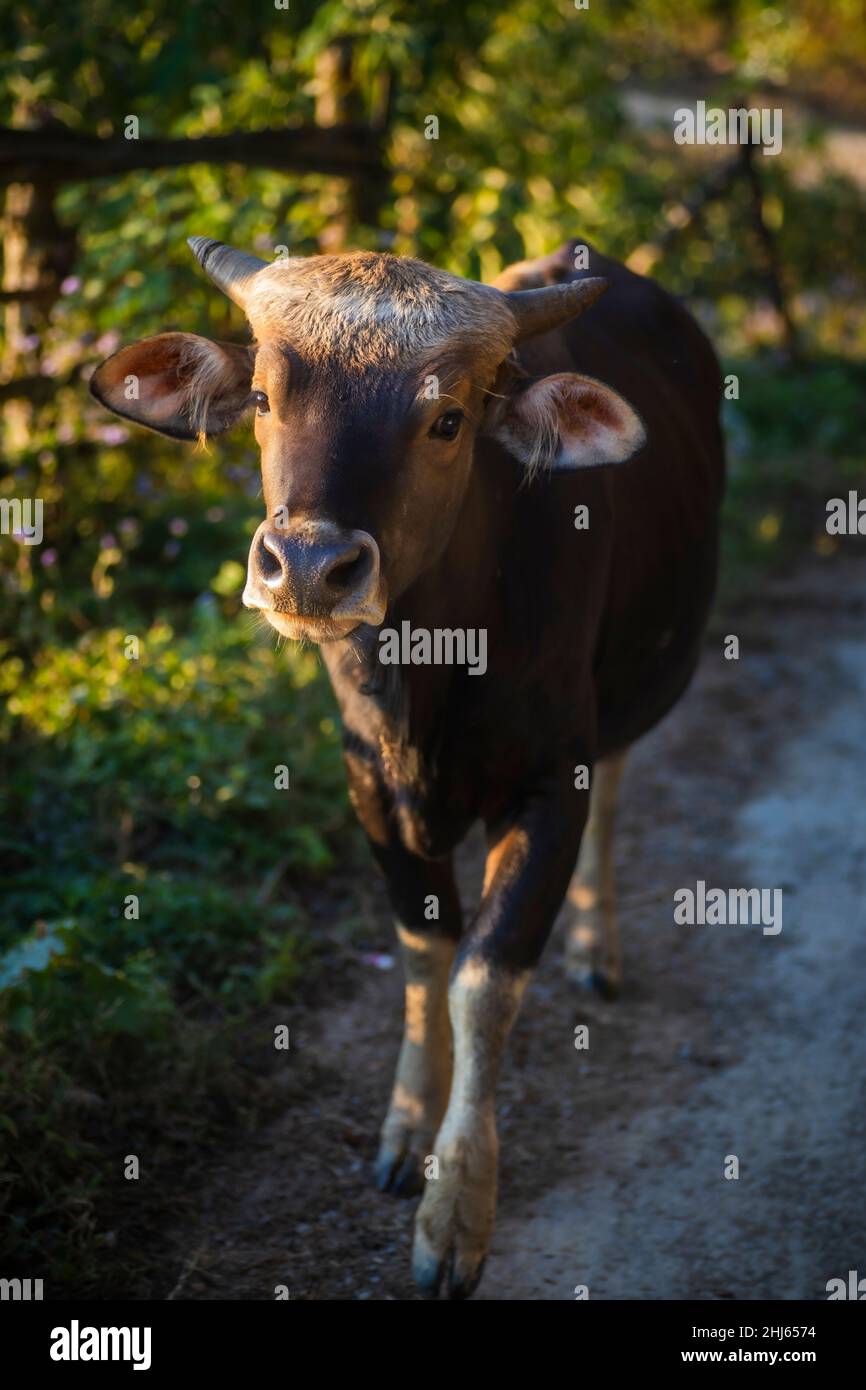 Mithun, Bos frontalis, State Animal, Satakha, Nagaland, India Stock ...