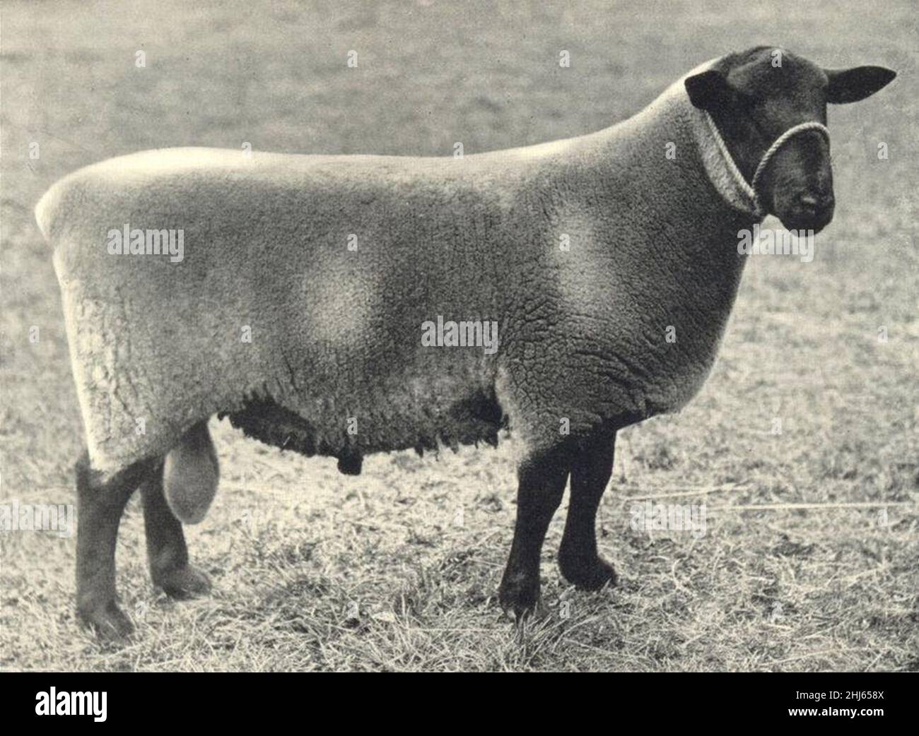 Suffolk Shearling Ram Stock Photo - Alamy