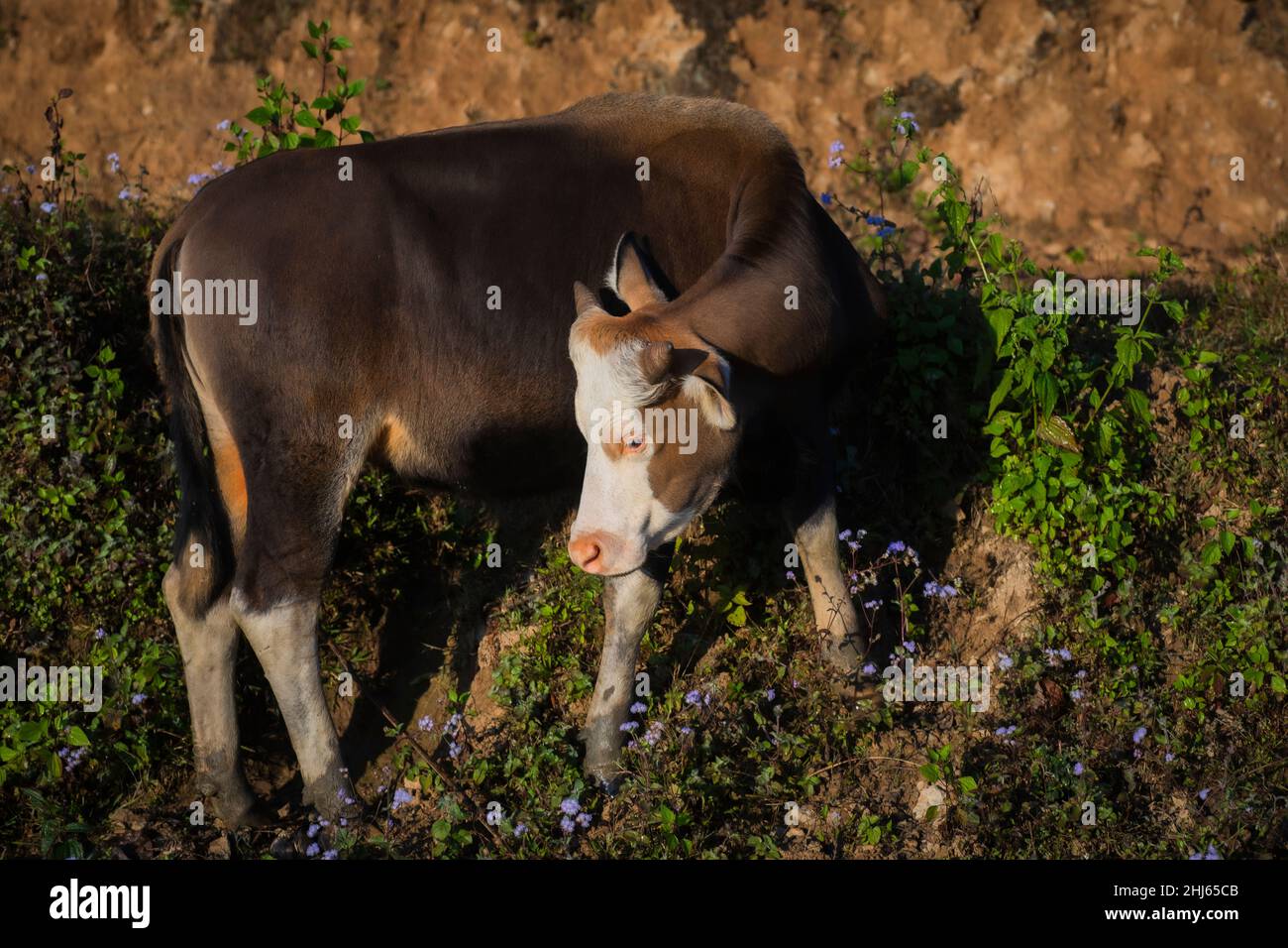 Mithun, Bos frontalis, State Animal, Satakha, Nagaland, India Stock ...