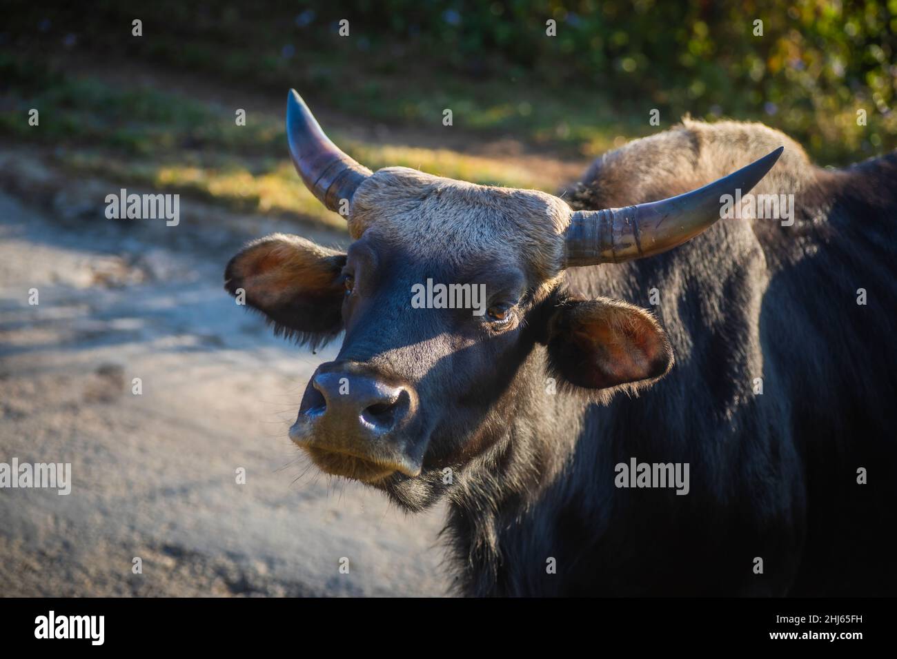 Mithun, Bos frontalis, State Animal, Satakha, Nagaland, India Stock ...