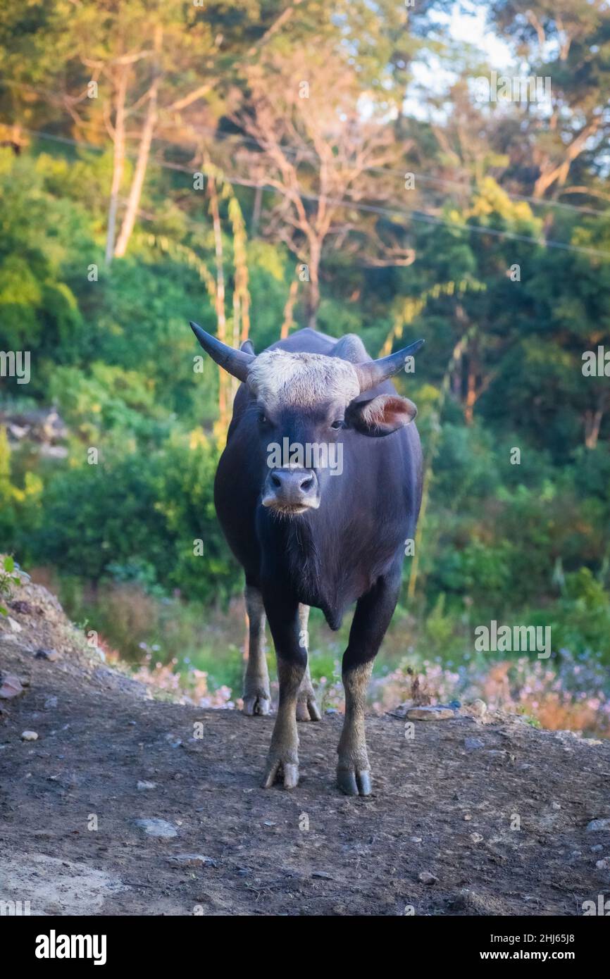 Nagaland state animal hi-res stock photography and images - Alamy