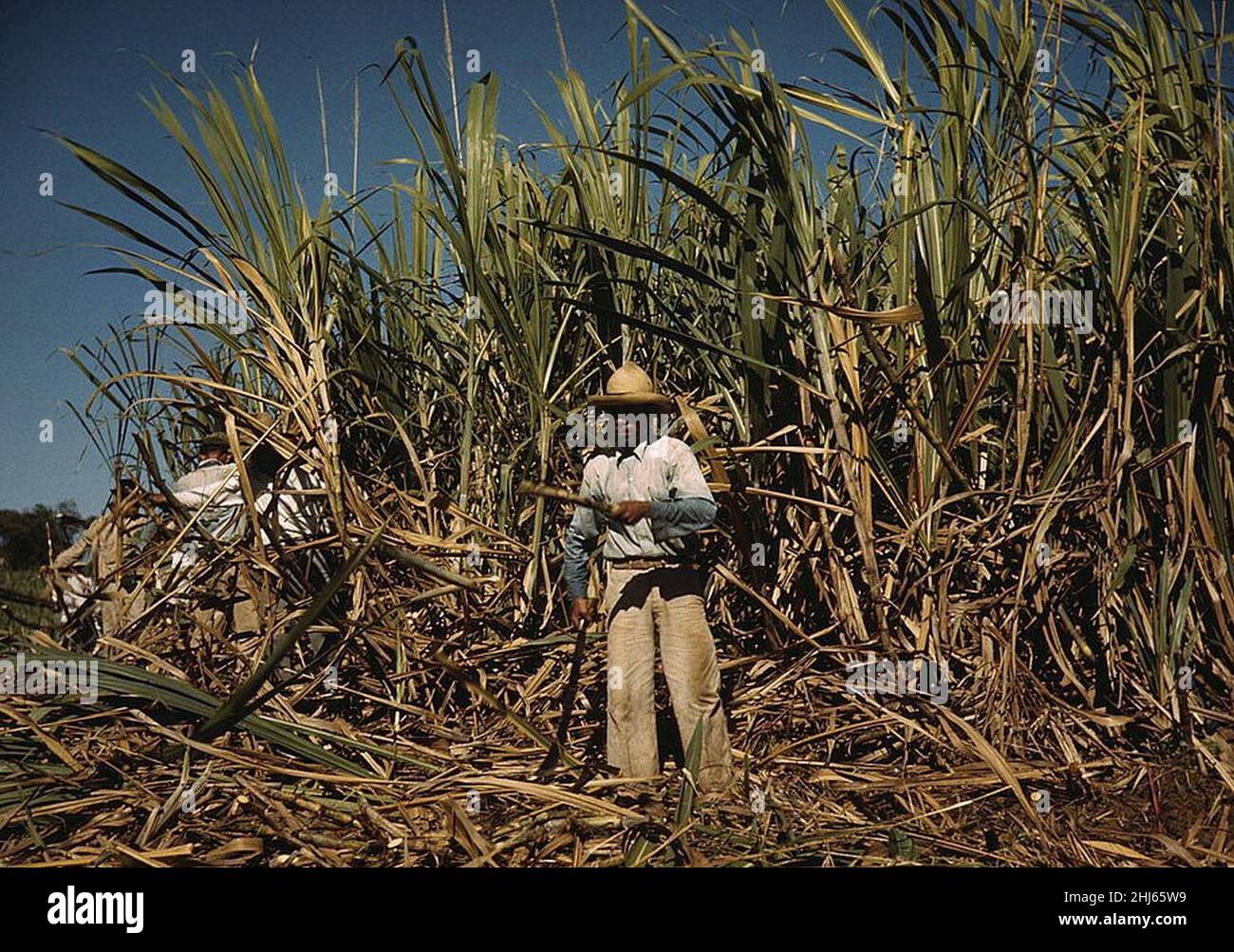 Sugar cane worker Stock Photo - Alamy