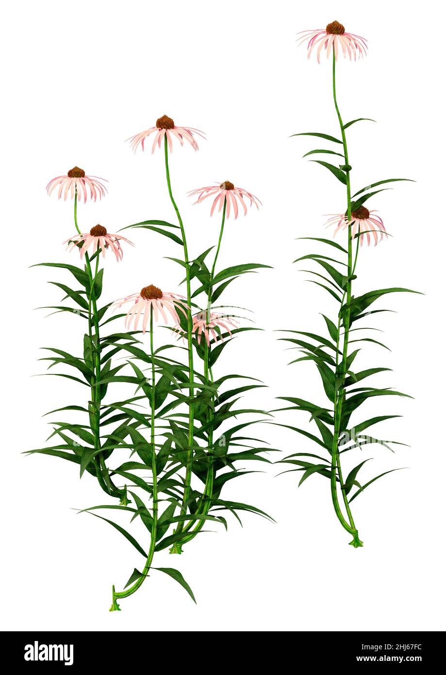 3D rendering of cone flowers isolated on white background Stock Photo ...