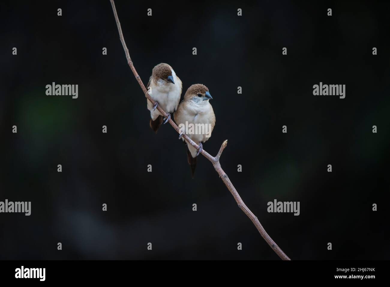 Indian Silverbill, Euodice malabarica, Hampi, Karnataka, India Stock ...