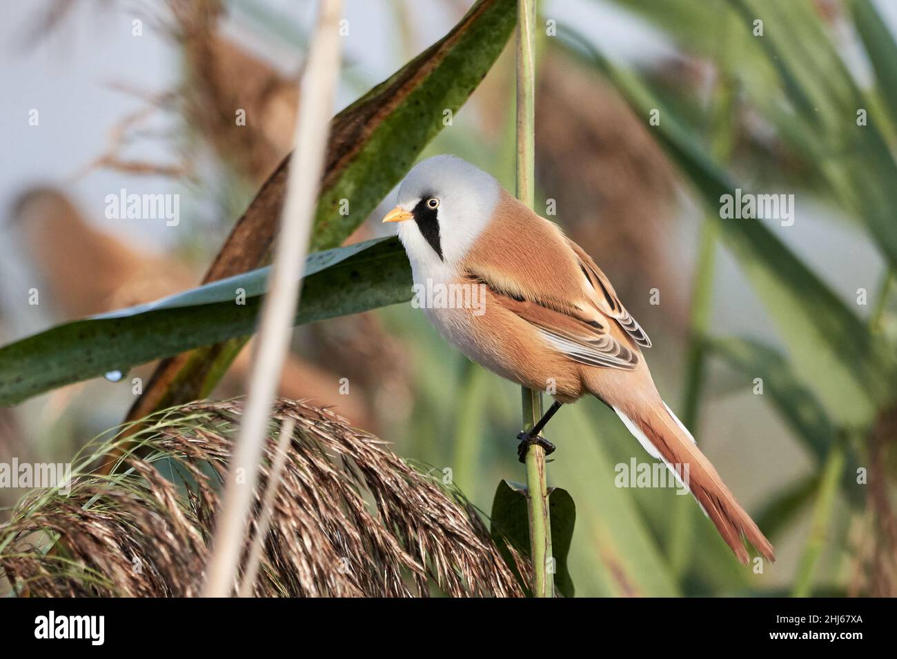 Male bearded tit (Panurus biarmicus, bearded reedling) sitting in ...