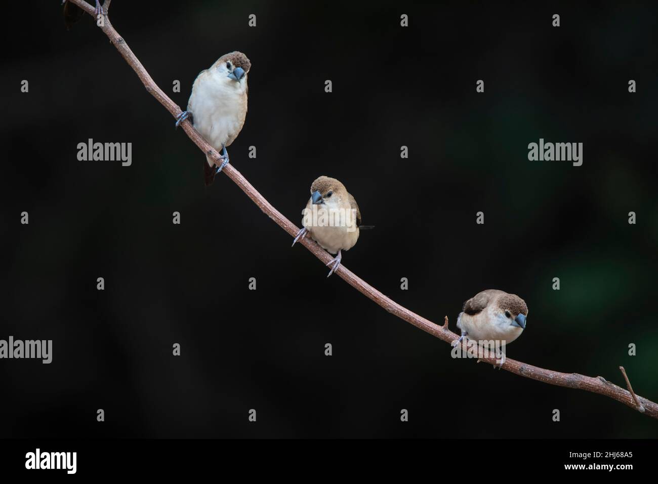 Indian Silverbill, Euodice malabarica, Hampi, Karnataka, India Stock ...
