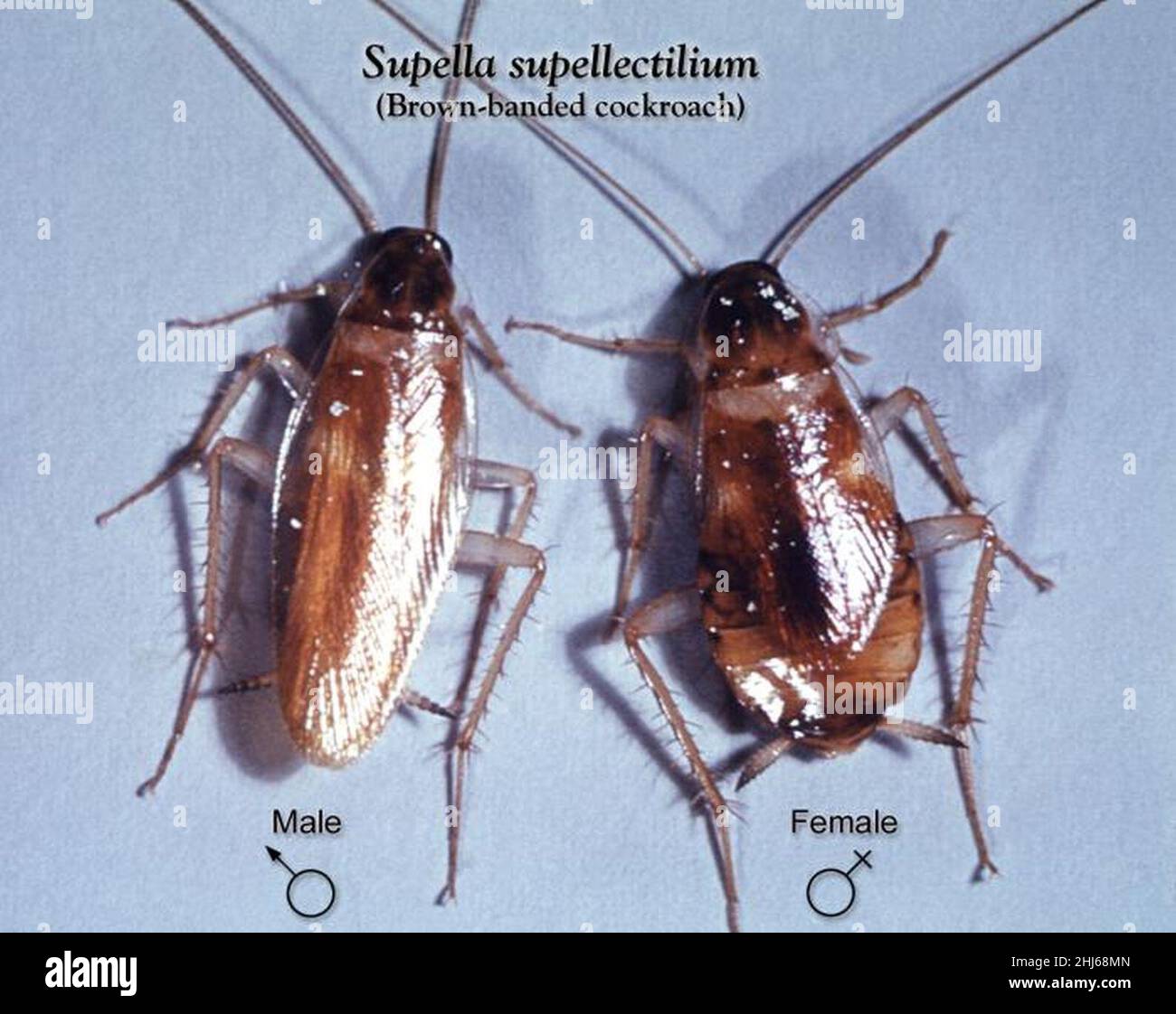 Supella hi-res stock photography and images - Alamy