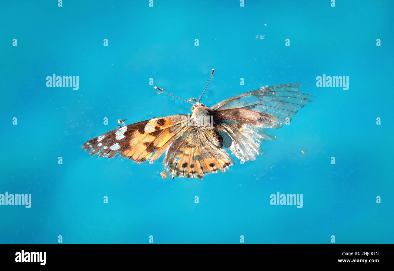 Drowned butterfly in a blue swimming pool Stock Photo - Alamy