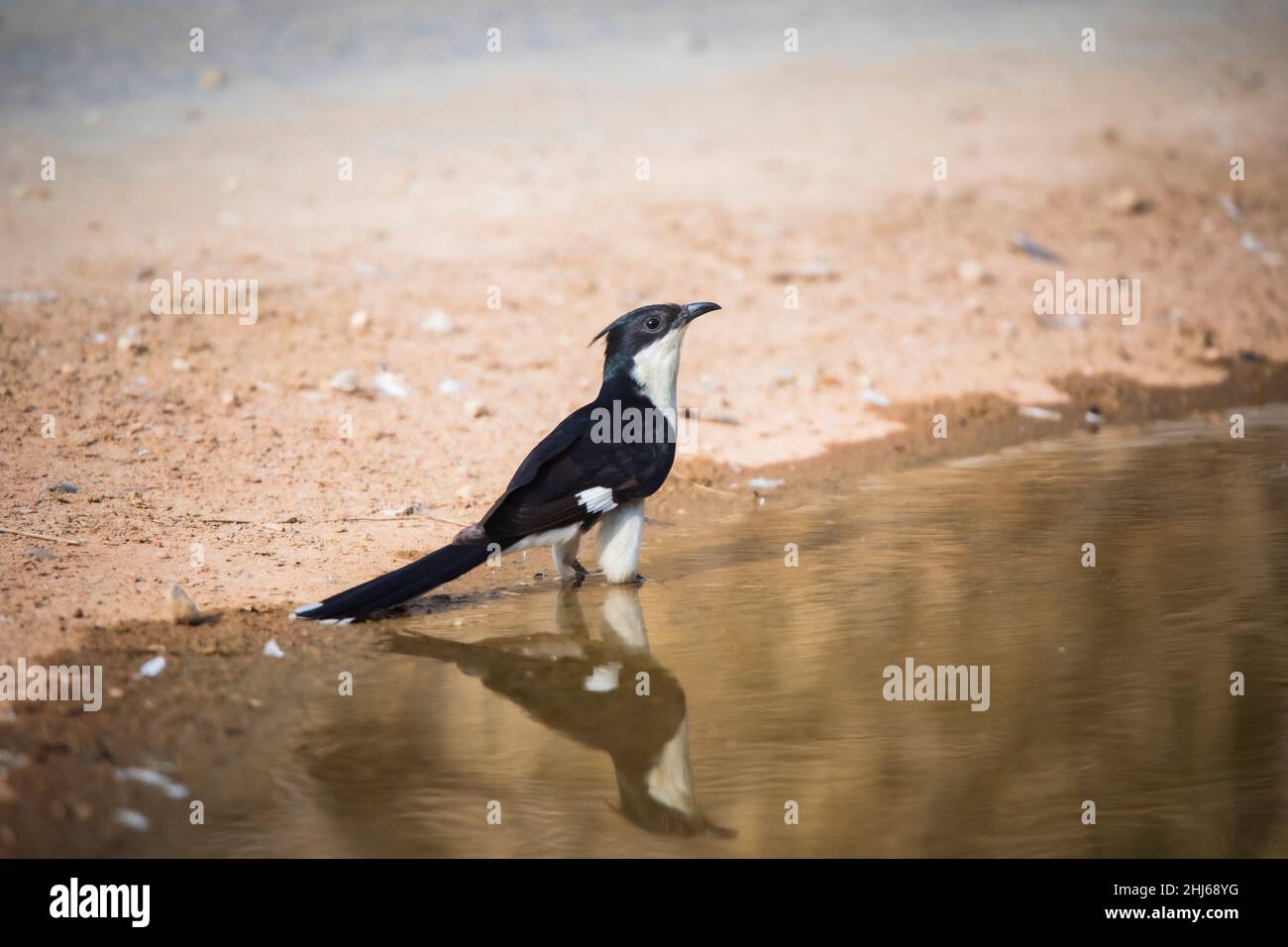 Jacobin cuckoo at water, Clamator jacobinus, Jhalana, Rajasthan, India ...