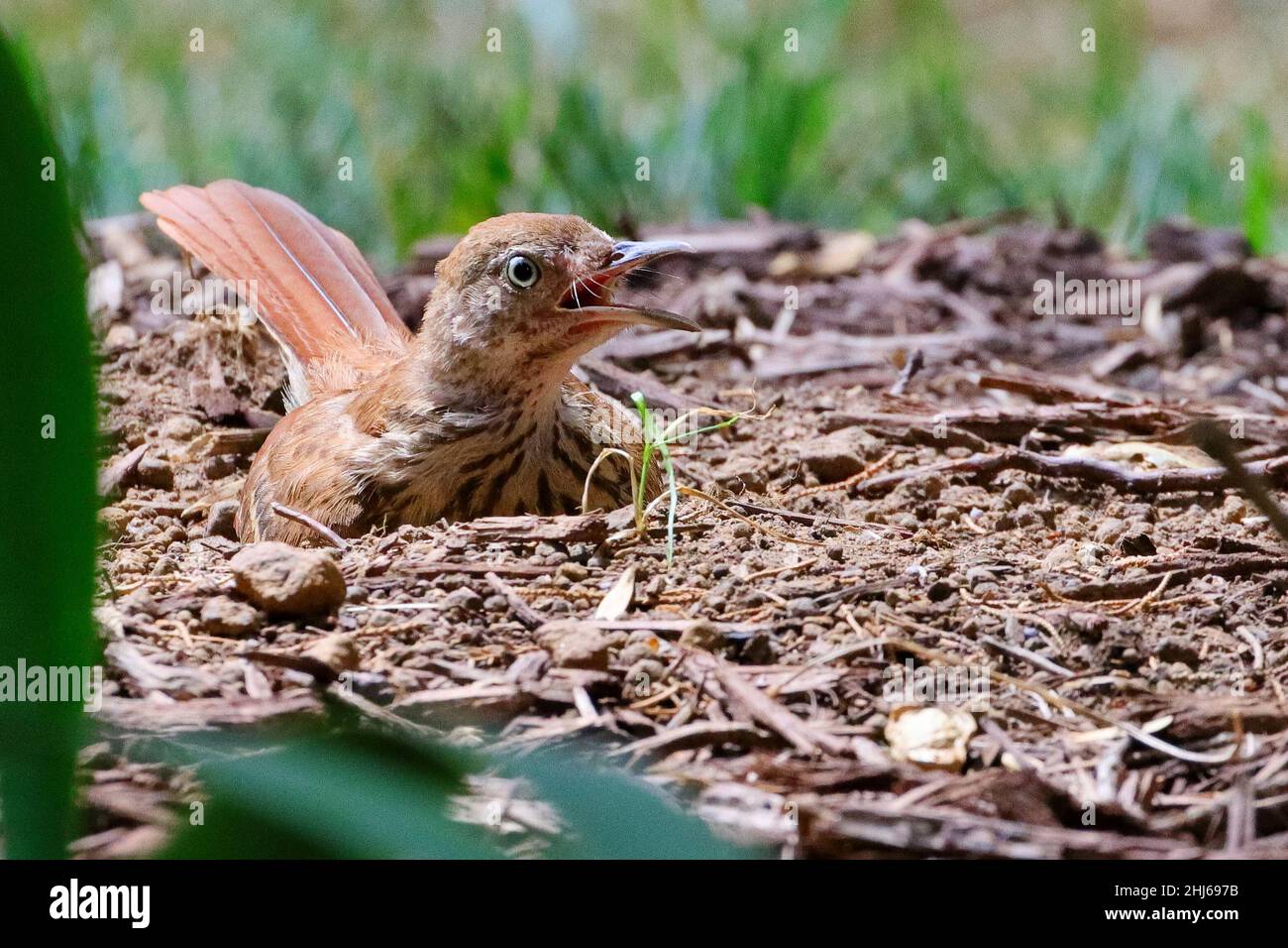 Nightingale bird flight hi-res stock photography and images - Alamy