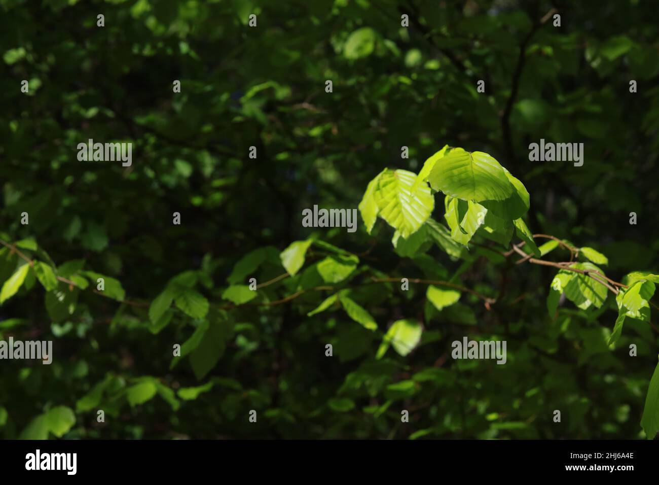 Real background hi-res stock photography and images - Alamy