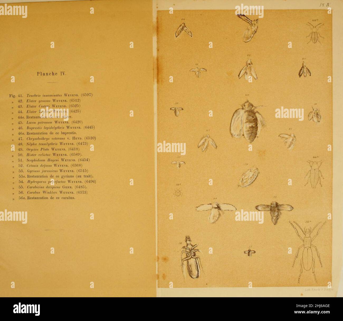 Sur les insectes fossiles du Calcaire Lithographique de la Bavière ...