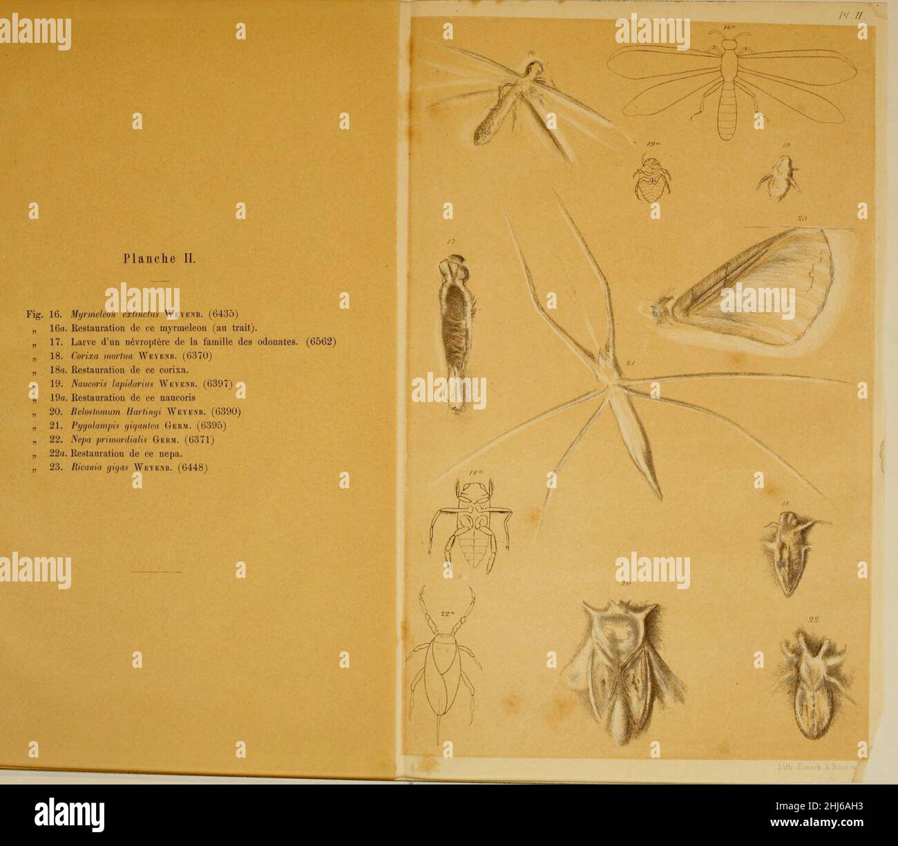 Sur les insectes fossiles du Calcaire Lithographique de la Bavière ...