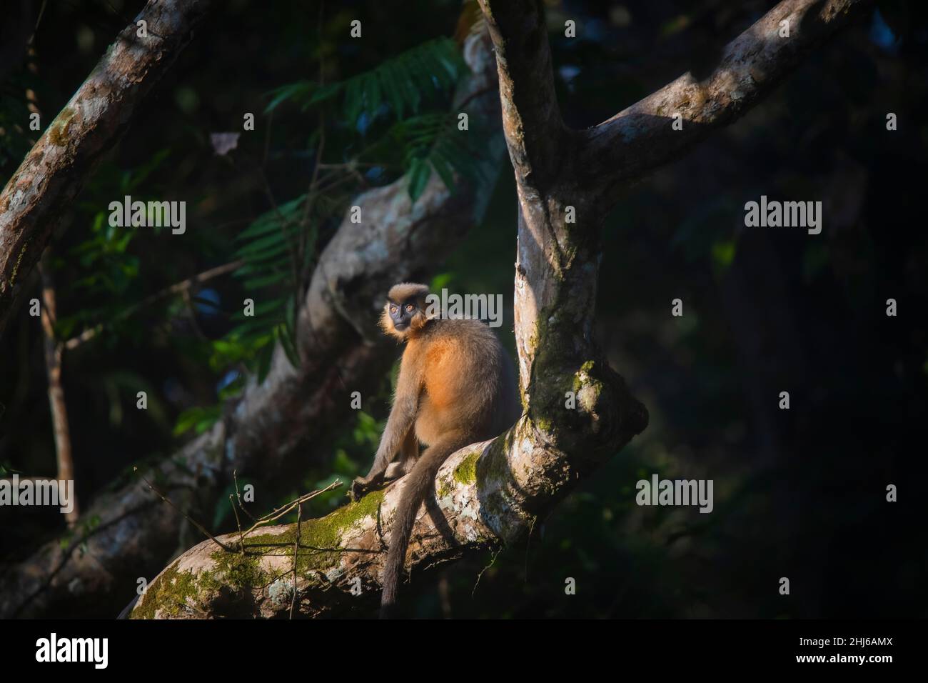 Capped Langur, Trachypithecus pileatus, Gibbon Wildlife Sanctuary ...