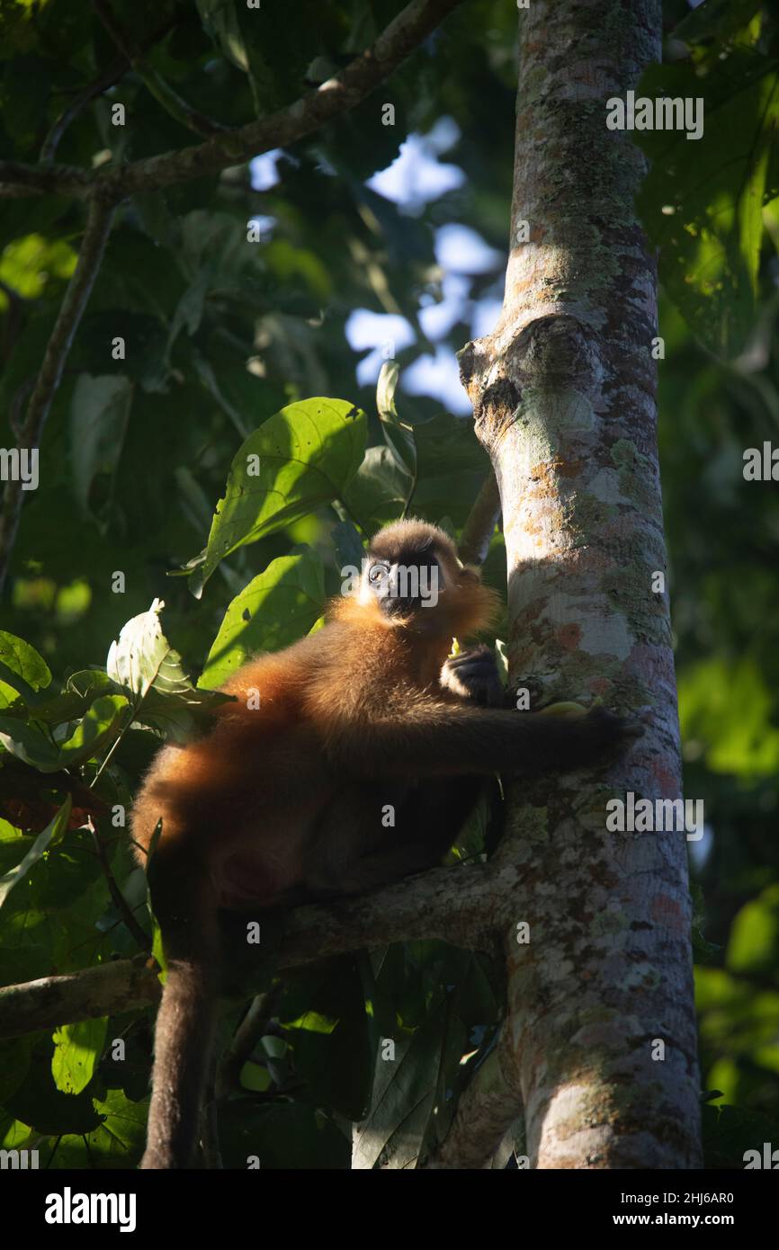 Capped Langur, Trachypithecus pileatus, Gibbon Wildlife Sanctuary ...