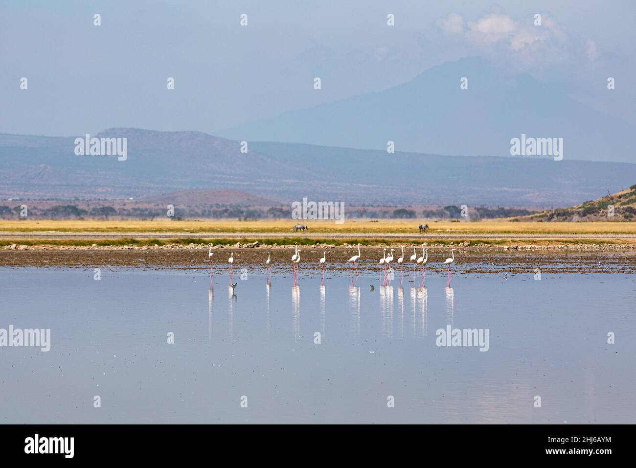 Lesser flamingos at Lake Nakuru, Kenya Stock Photo - Alamy