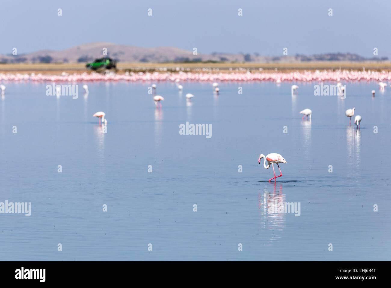 Amboseli lake is a bird watcher paradise throughout the year, Amboseli ...