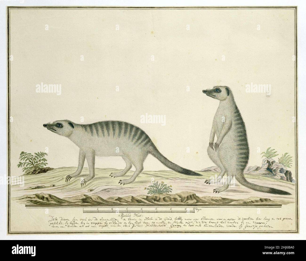 Suricata suricatta (Meerkats), Gordon drawing Stock Photo - Alamy