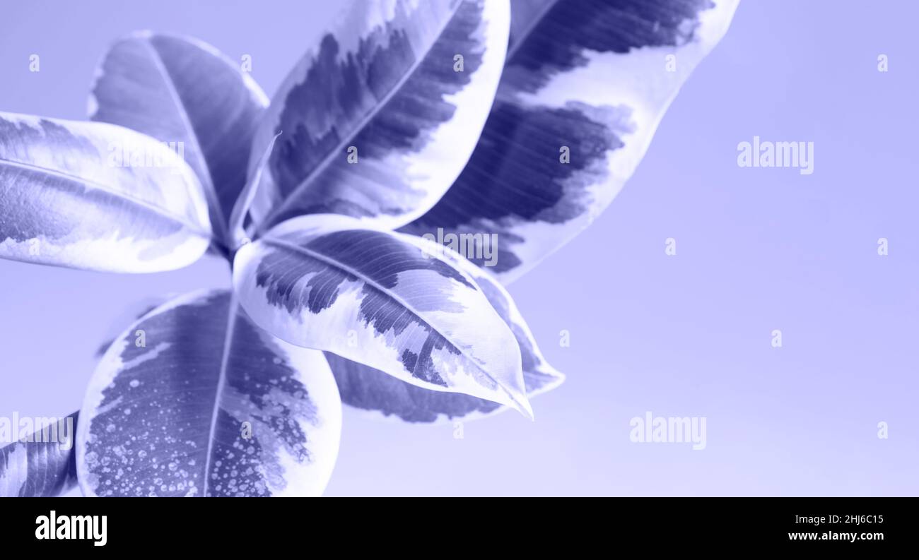 Ficus elastic variegate leaf close-up with a bud opening with a new ...