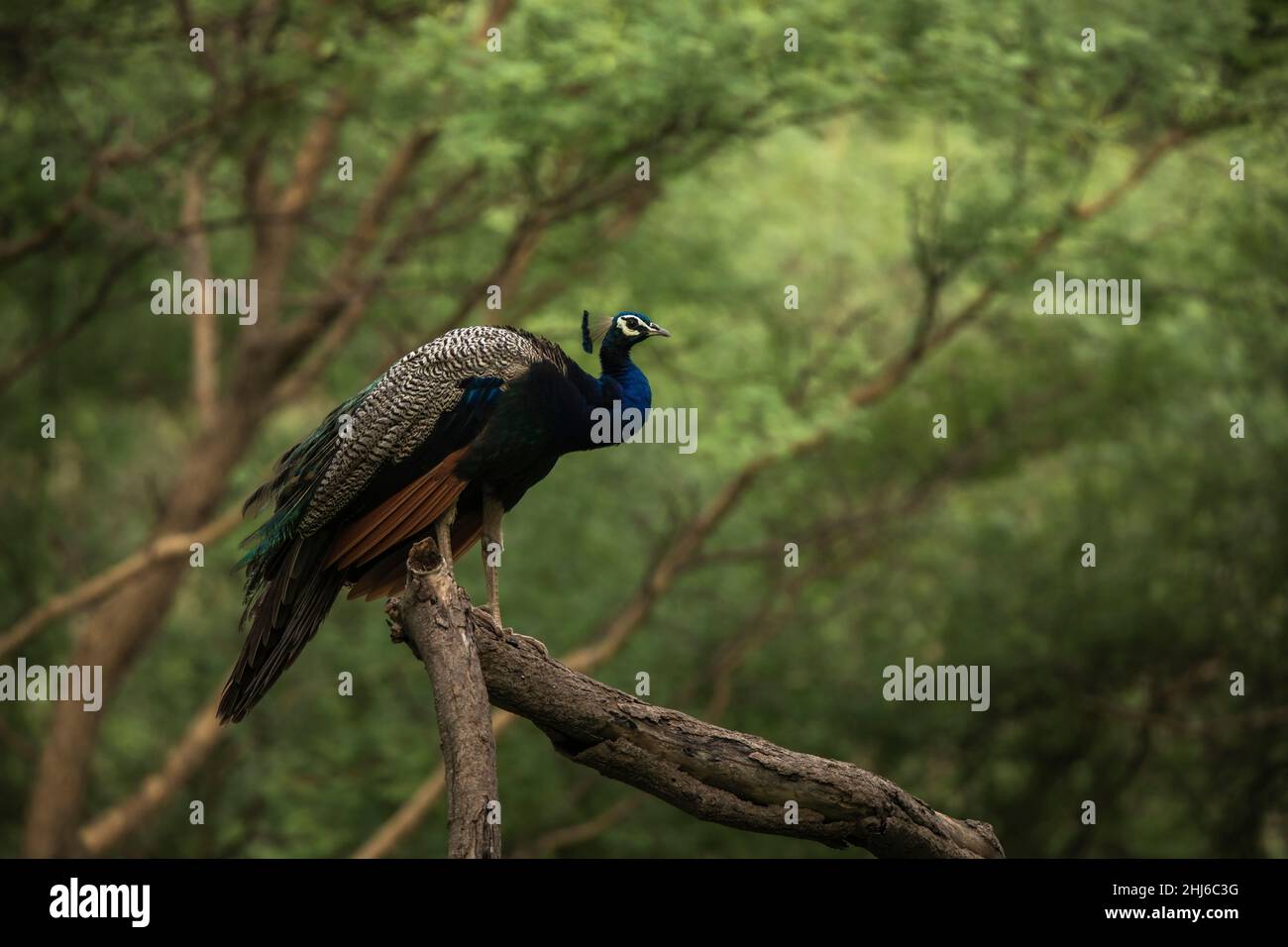 Indian peafowl baby hi-res stock photography and images - Alamy